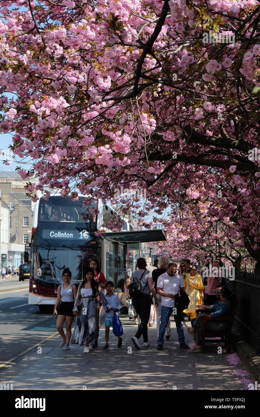 Edinburgh Princess Street - Spring Cherry Blossom Stock Photo - Alamy