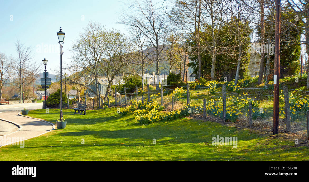 BRAEMAR ABERDEENSHIRE SCOTLAND ROADSIDE LAWNS WITH SEAT AND DAFFODILS ...