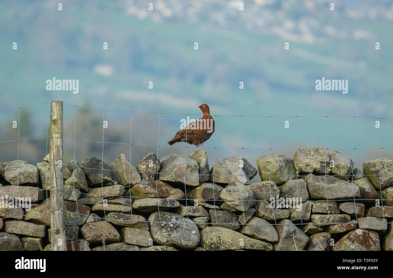 Red Grouse (Lagopus lagopus) Stood on drystone walling in Springtime ...