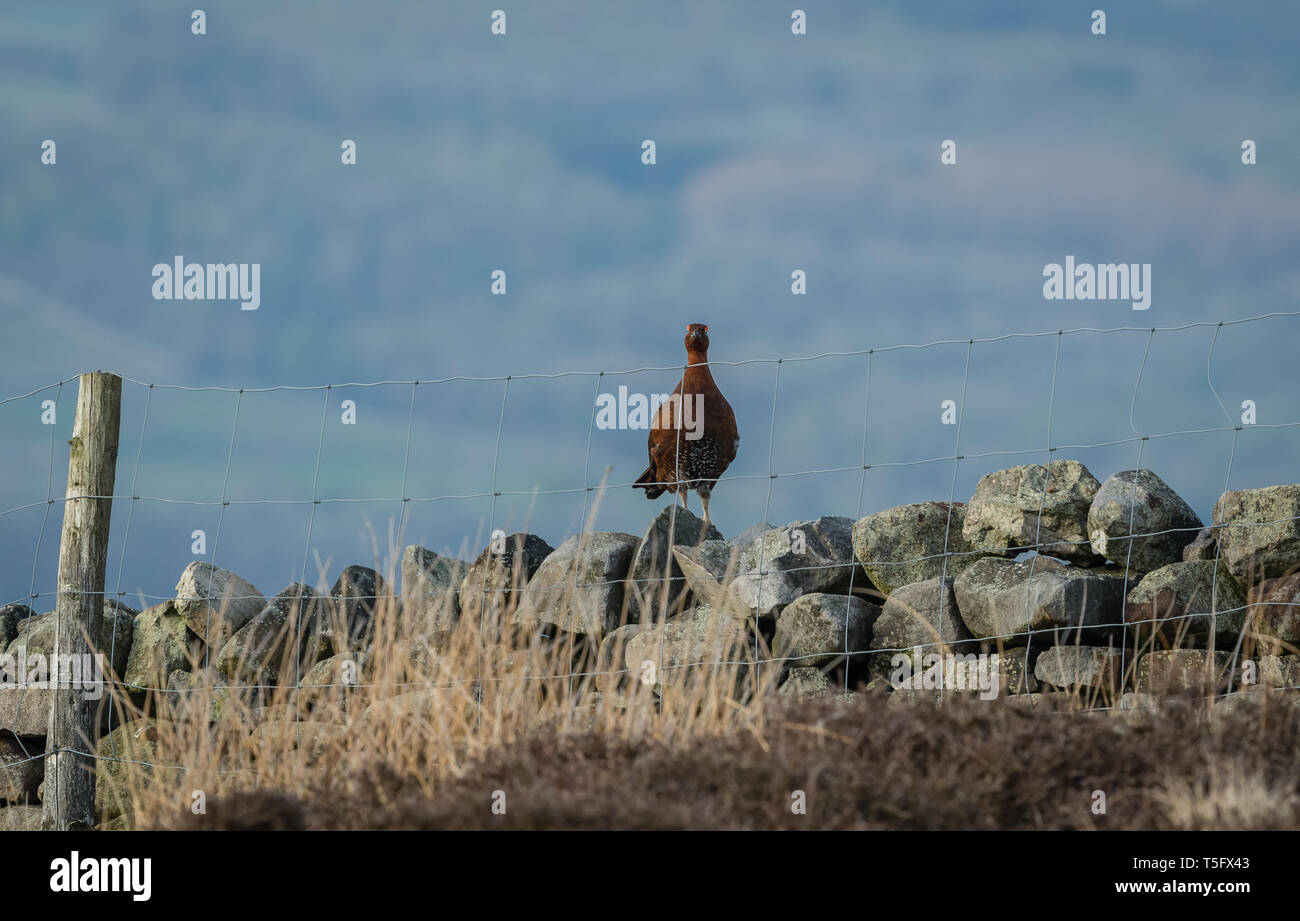 Red Grouse (Lagopus lagopus) Stood on drystone walling in Springtime ...