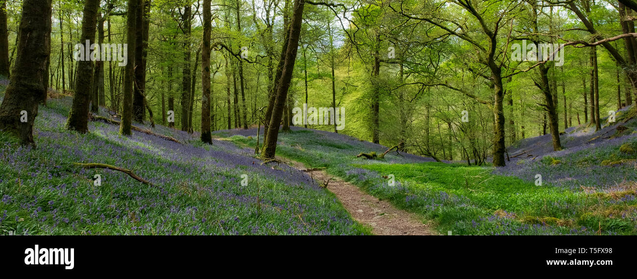 Bluebell Wood near Ambleside, Cumbria Stock Photo - Alamy