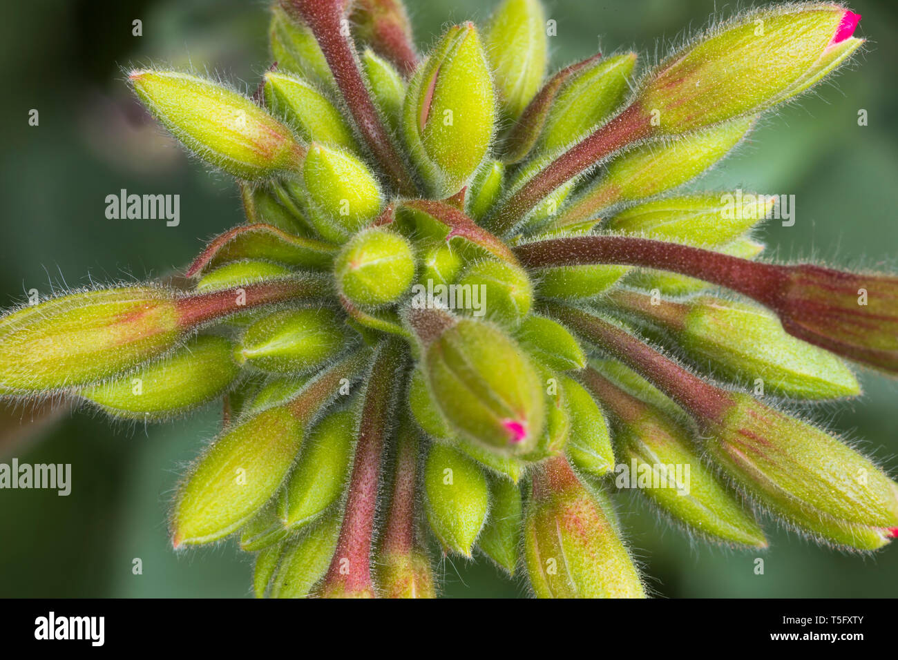 GERANIUM,PELARGONIUM BLOOMING FLOWER IN GREEN COLOR Stock Photo - Alamy