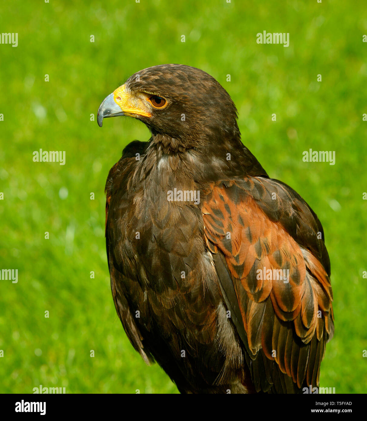 Harris Hawk Latin name Parabuteo unicinctus Stock Photo - Alamy