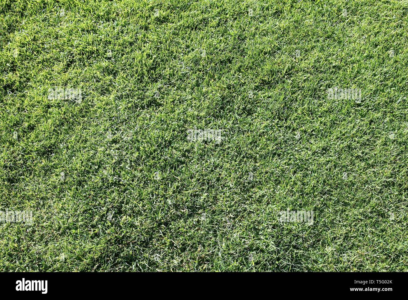 Natural green grass background. Golf course lawn backdrop Stock Photo ...