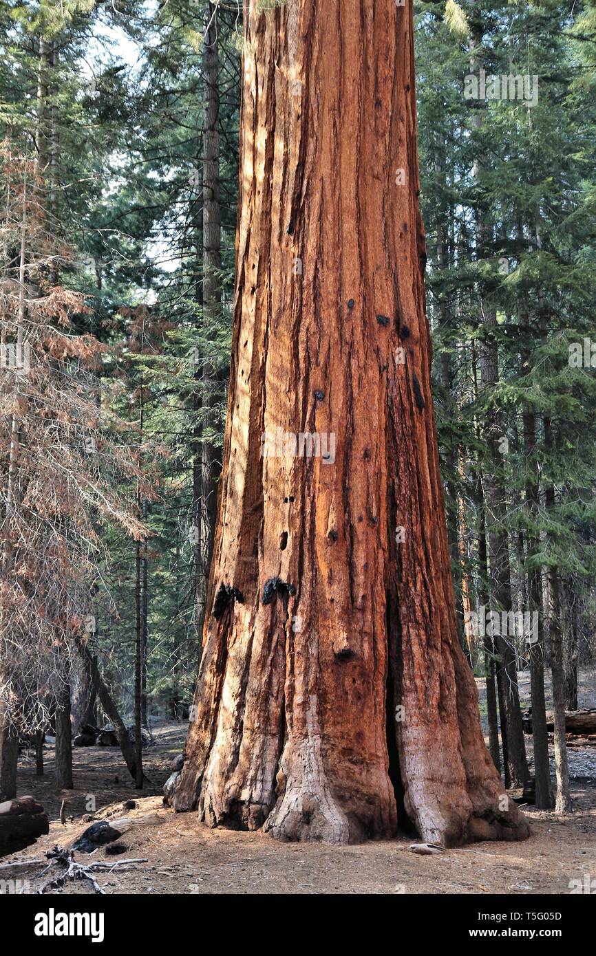 California, United States - National Forest view in Giant Sequoia ...