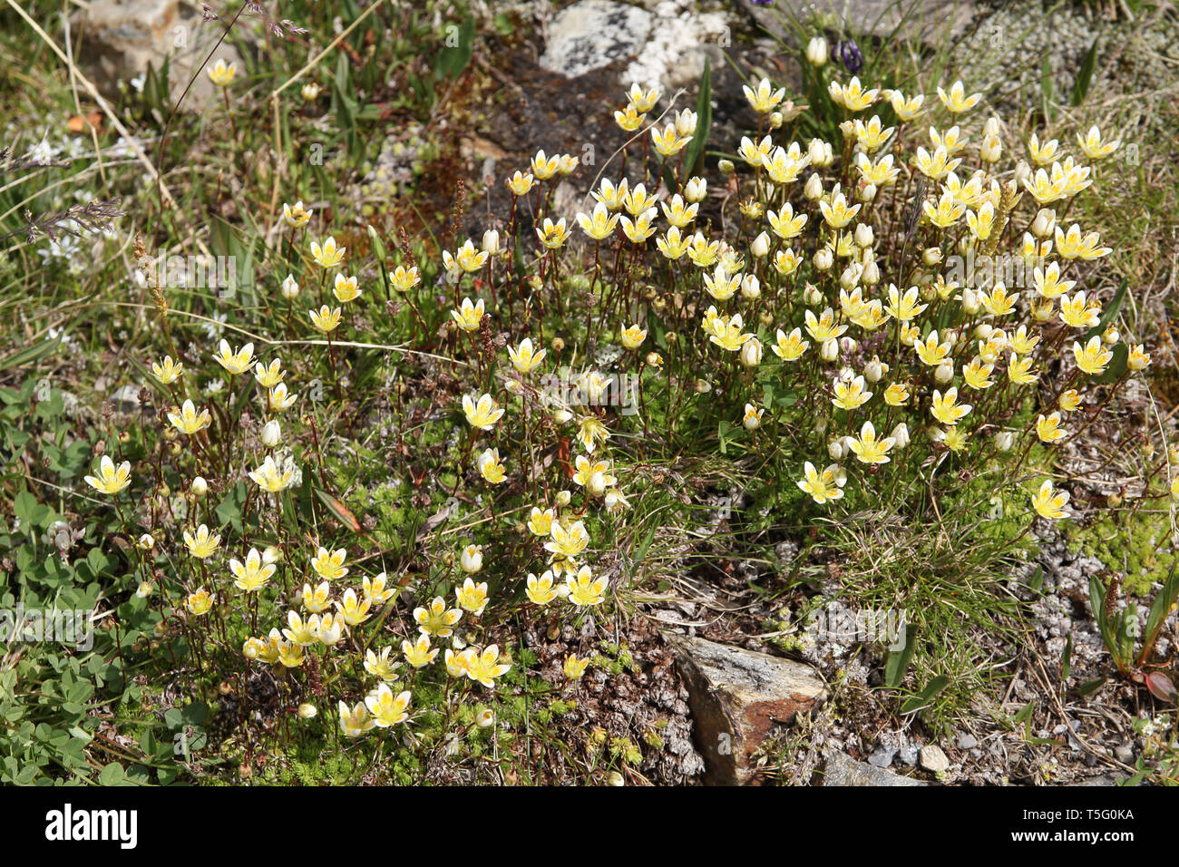 Alpine flora hi-res stock photography and images - Alamy