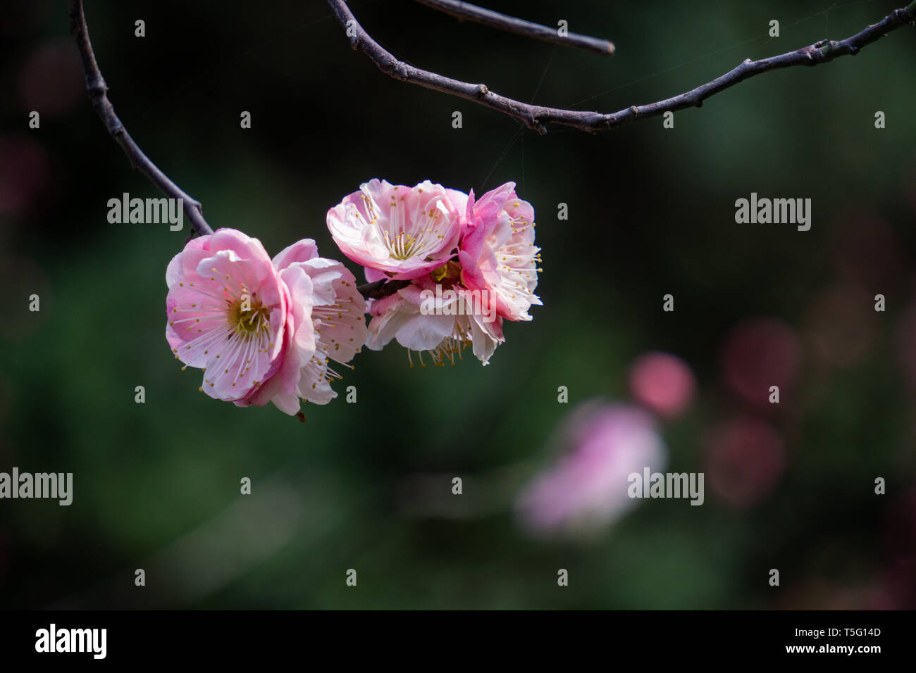 Beautiful plum blossoms in spring Stock Photo - Alamy