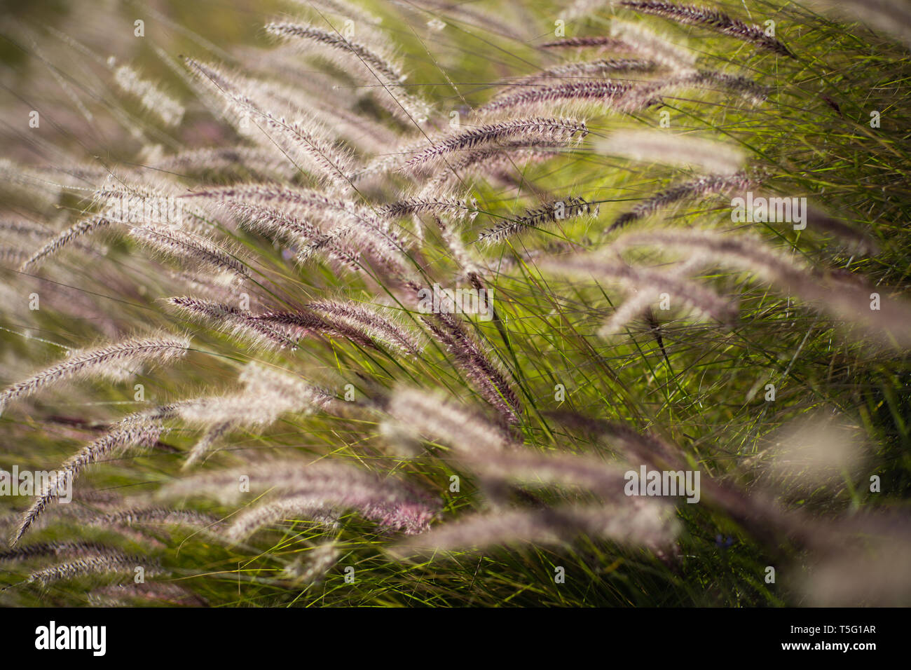 Grass in wind Stock Photo - Alamy