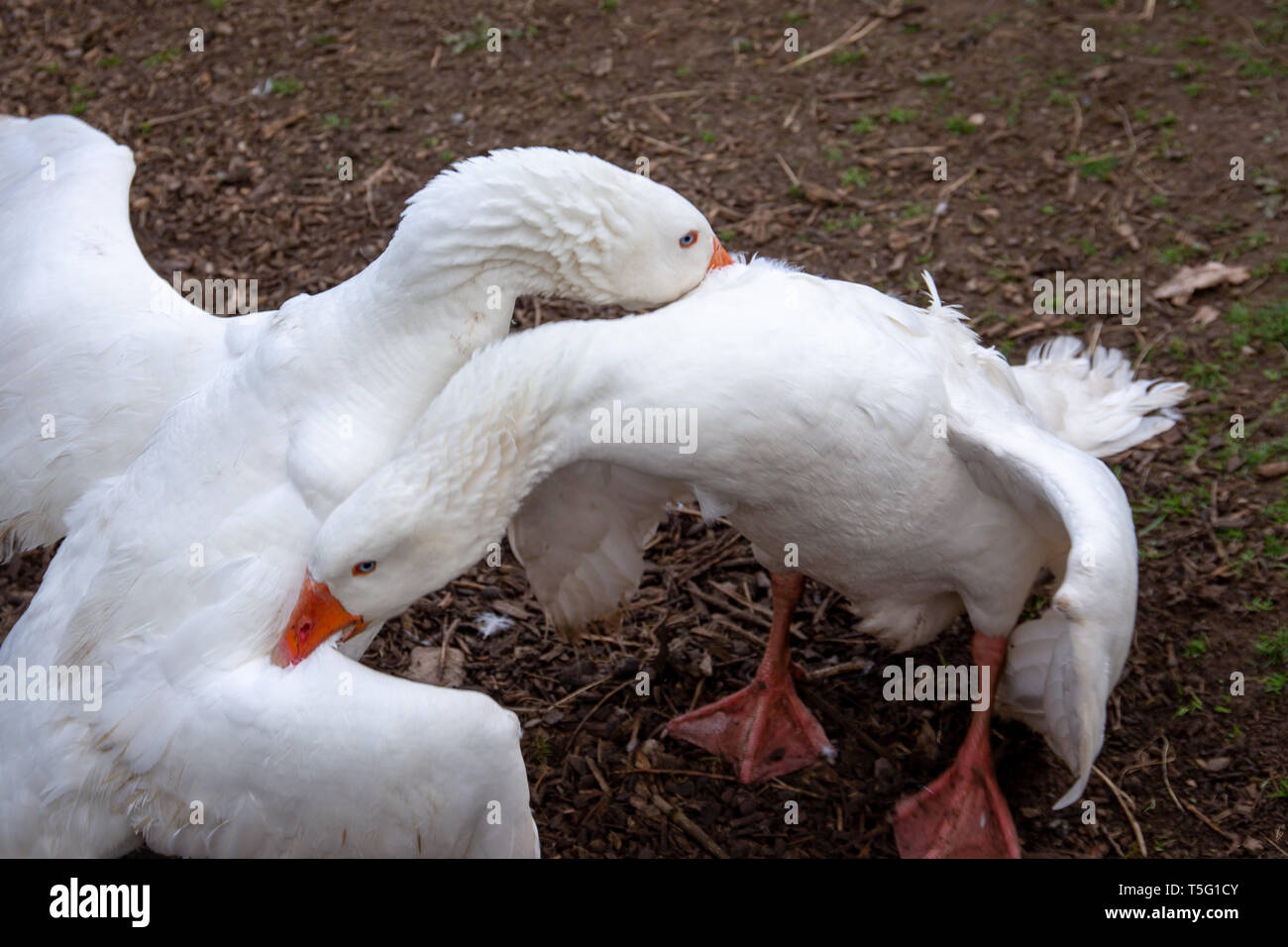 Two geese on farm hi-res stock photography and images - Alamy