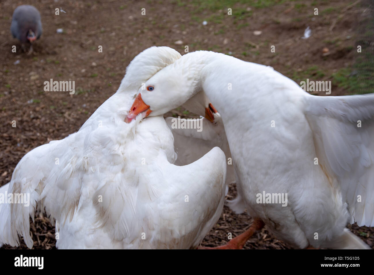 Geese fighting hi-res stock photography and images - Alamy