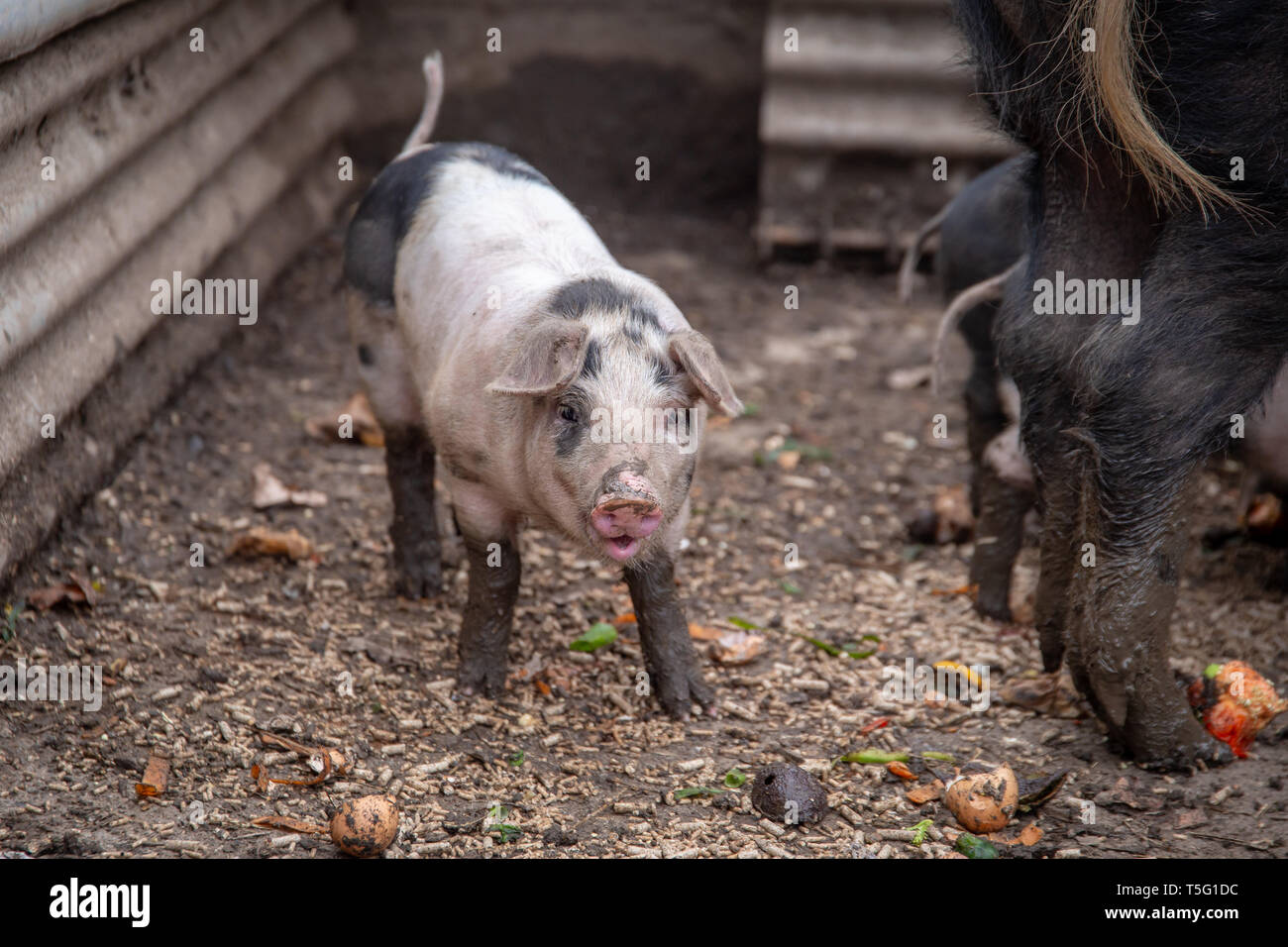British Saddleback piglet in a pigsty on a farm Stock Photo - Alamy