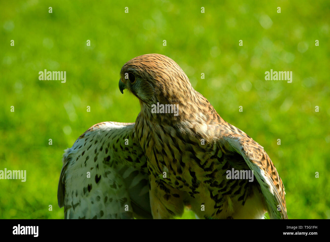 Eurasian Kestrel Latin name Falco tinnunculus Stock Photo - Alamy