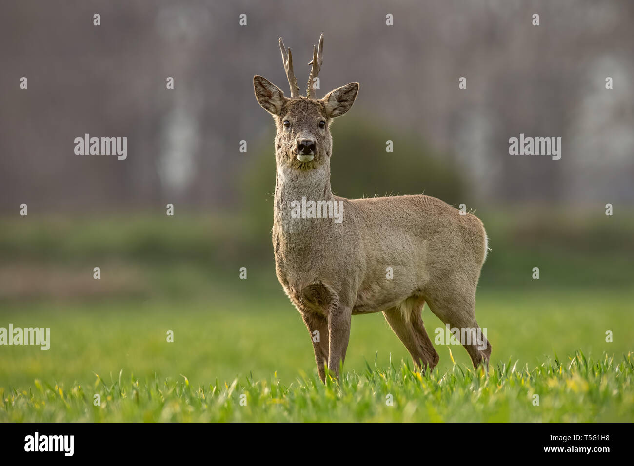 Eastern roe deer hi-res stock photography and images - Alamy