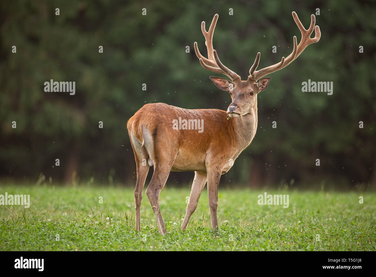 Deer flies hi-res stock photography and images - Alamy