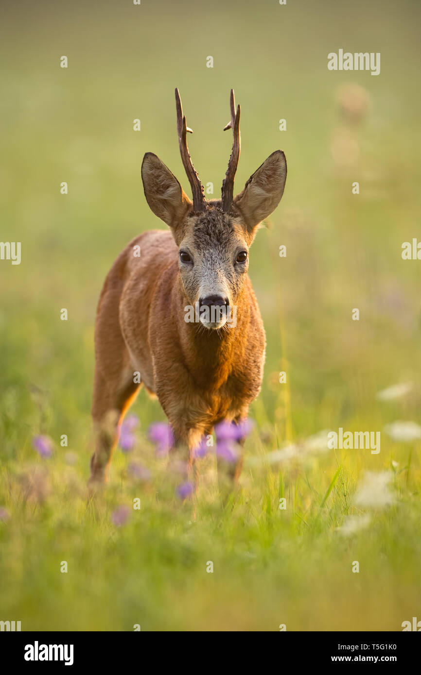 Buck (capreolus capreolus) roe deer hi-res stock photography and images ...