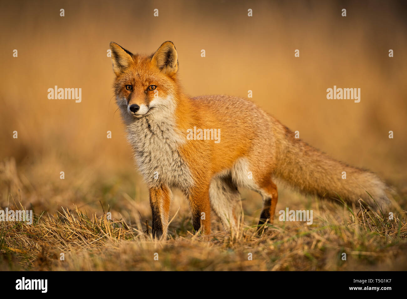 Ginger fox hi-res stock photography and images - Alamy