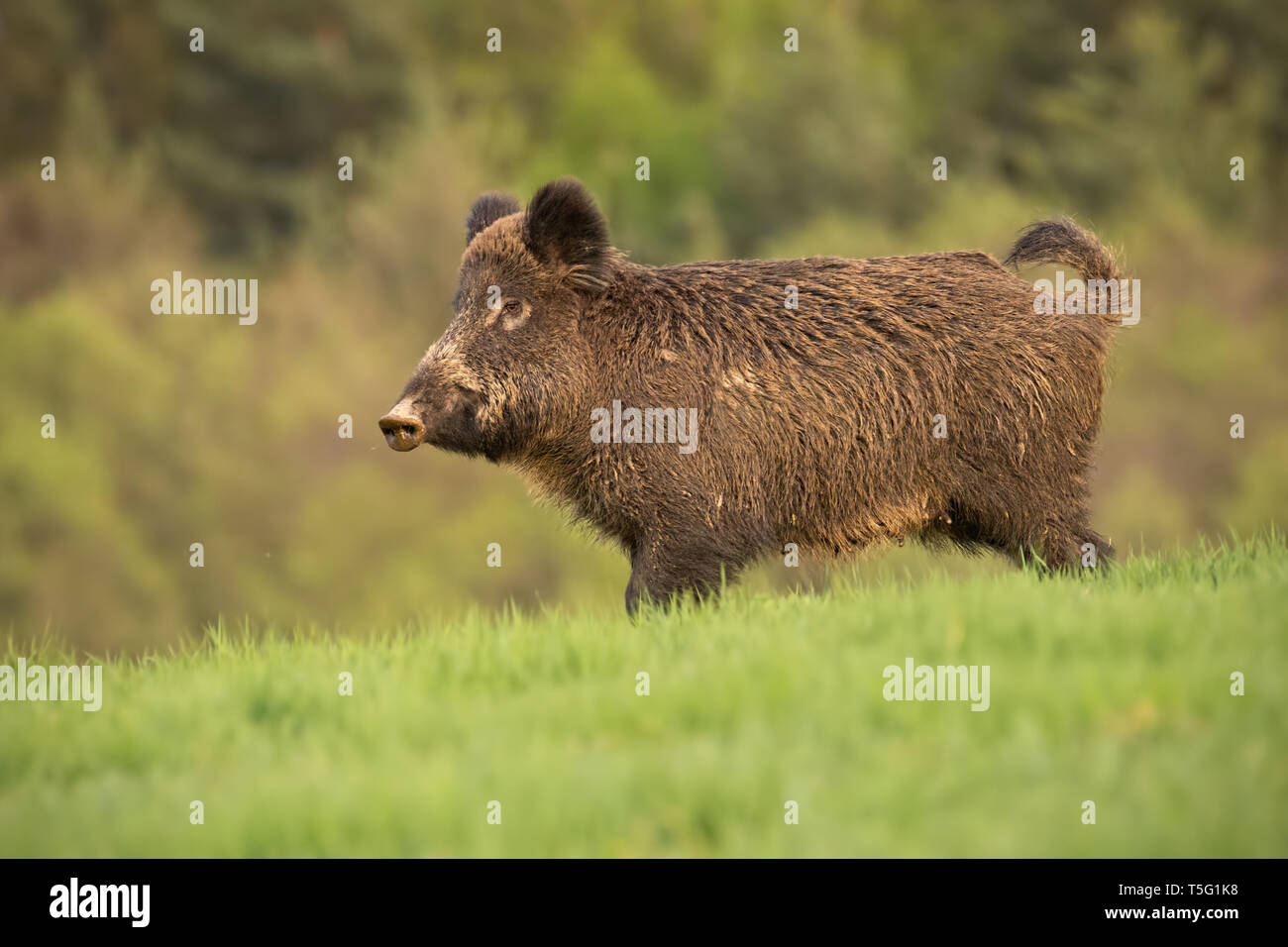 Wild boar germany people hi-res stock photography and images - Alamy