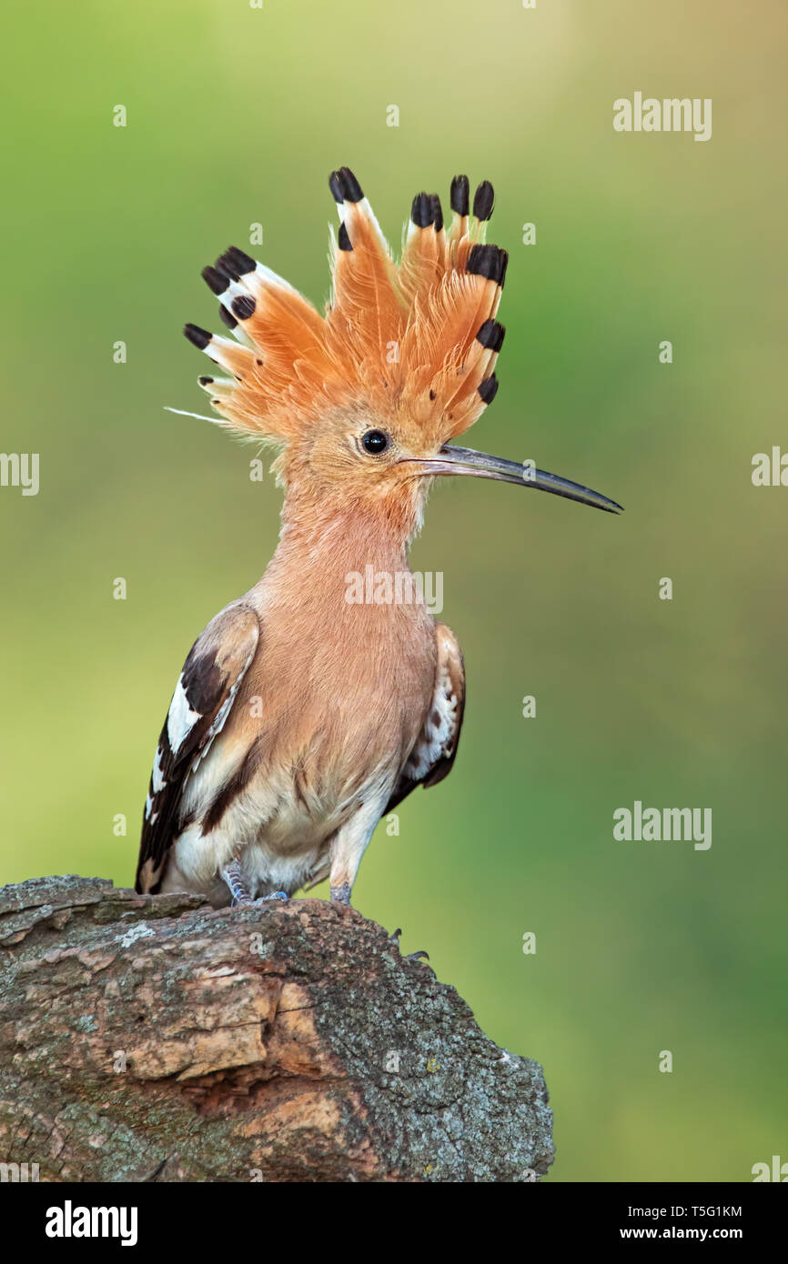 Upupa upupa hi-res stock photography and images - Alamy