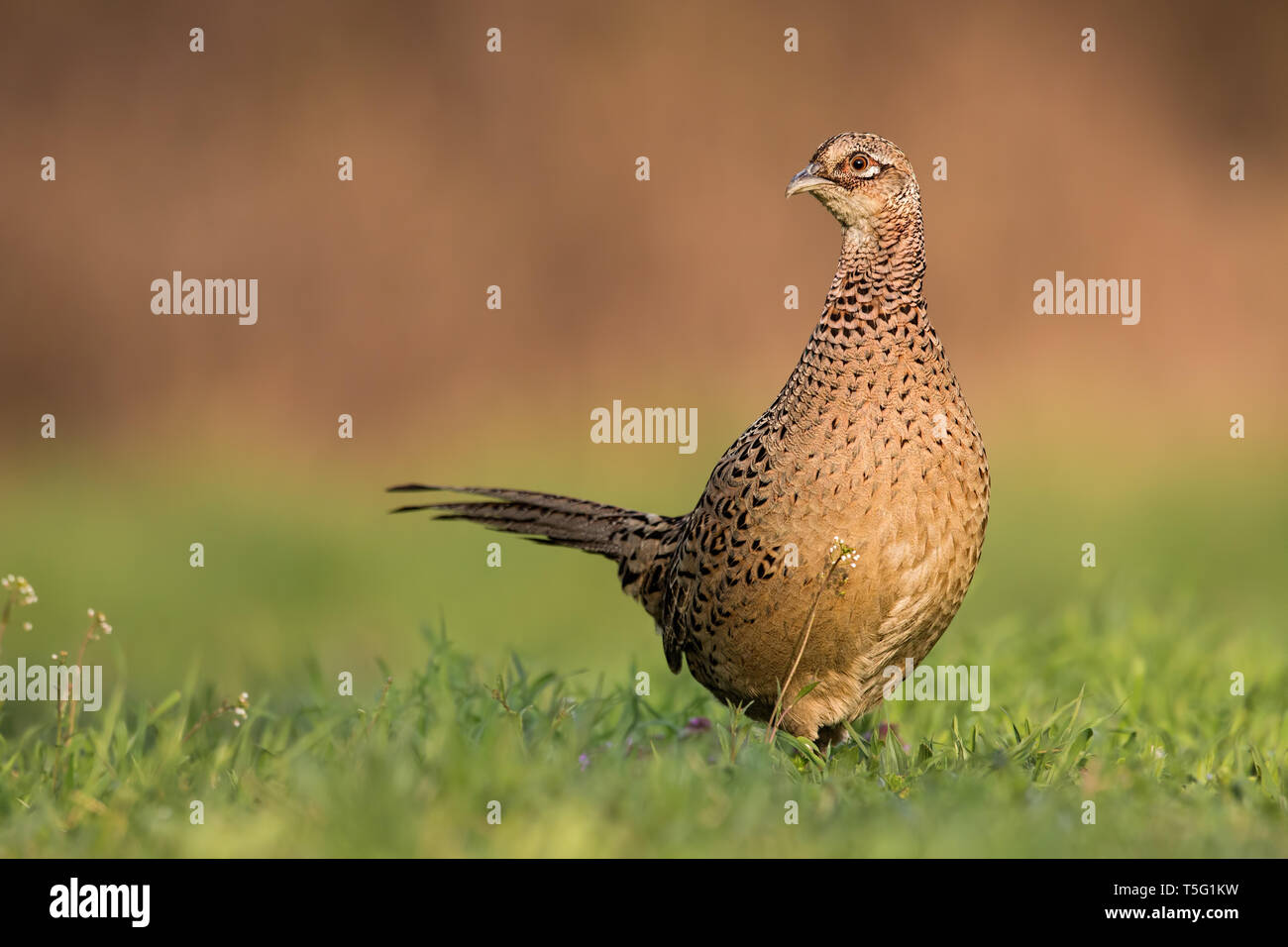 Female common pheasant, phasianus colchicus, in spring evening light on ...