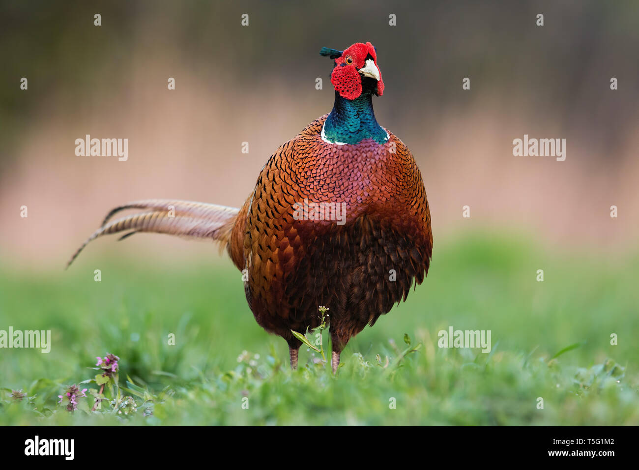 Fluffy male common pheasant, Phasianus colchicus, in spring Stock Photo ...