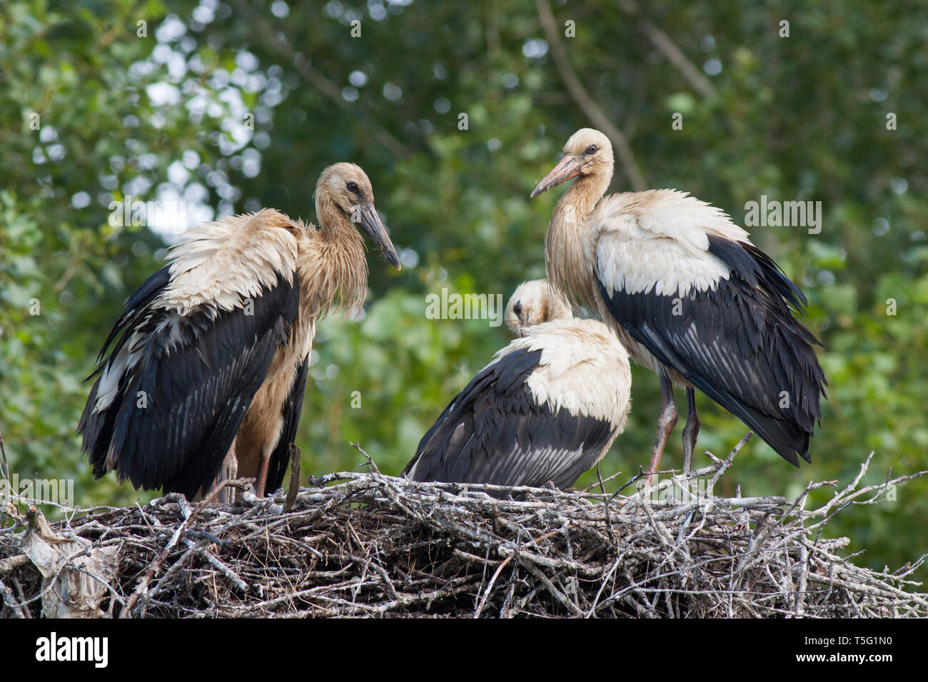 Stork nest three young hi-res stock photography and images - Alamy