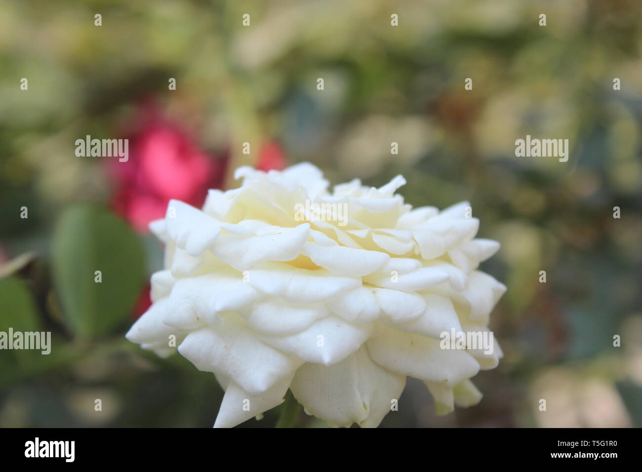 Simple garden art hi-res stock photography and images - Alamy