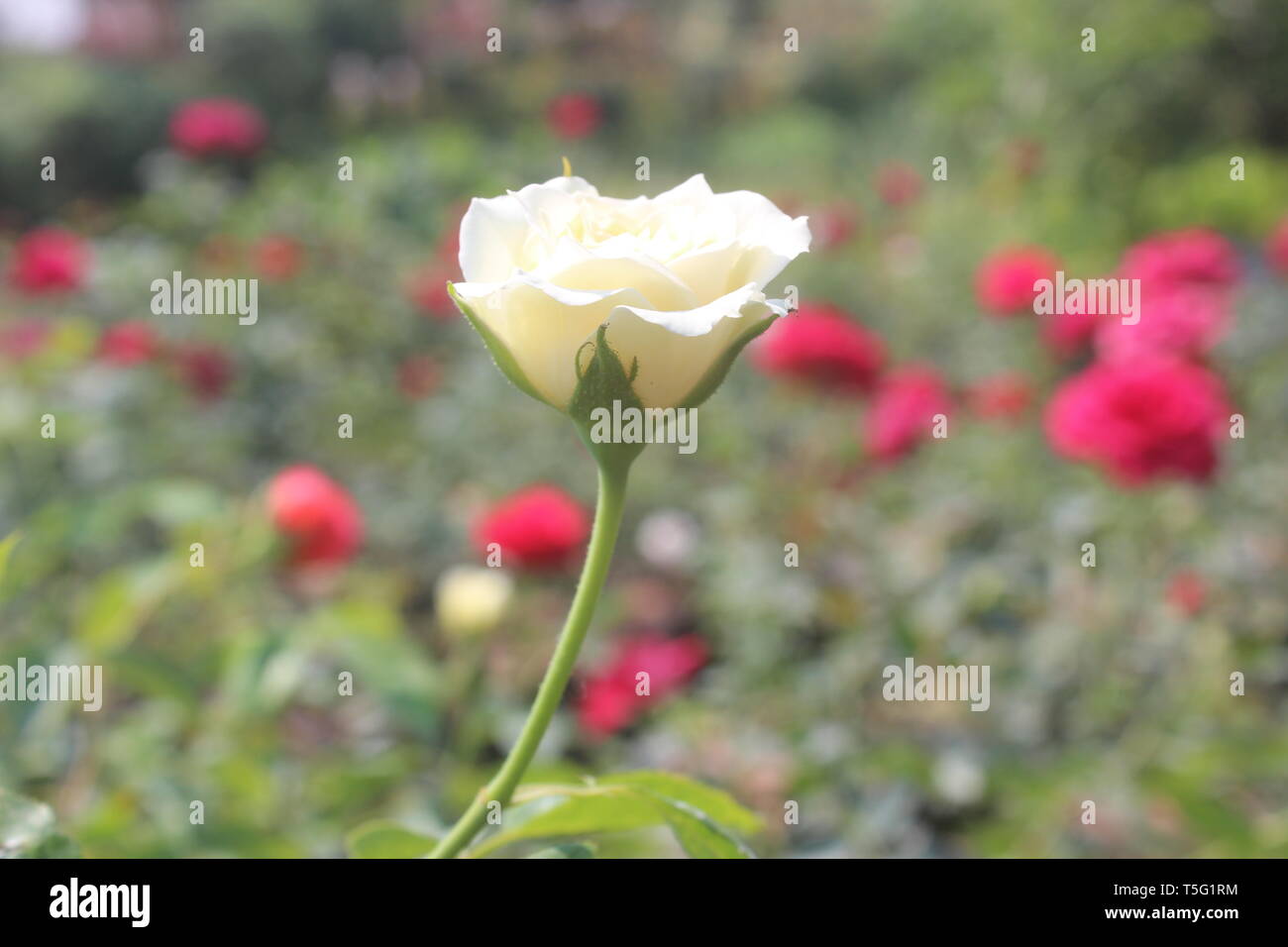 Simple photography hi-res stock photography and images - Alamy