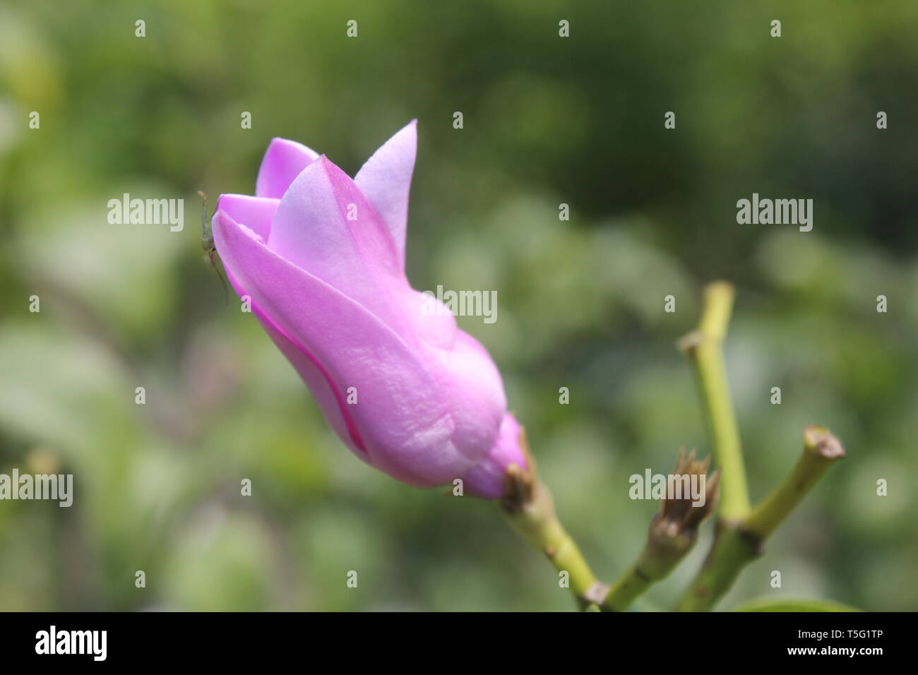 Simple photography hi-res stock photography and images - Alamy