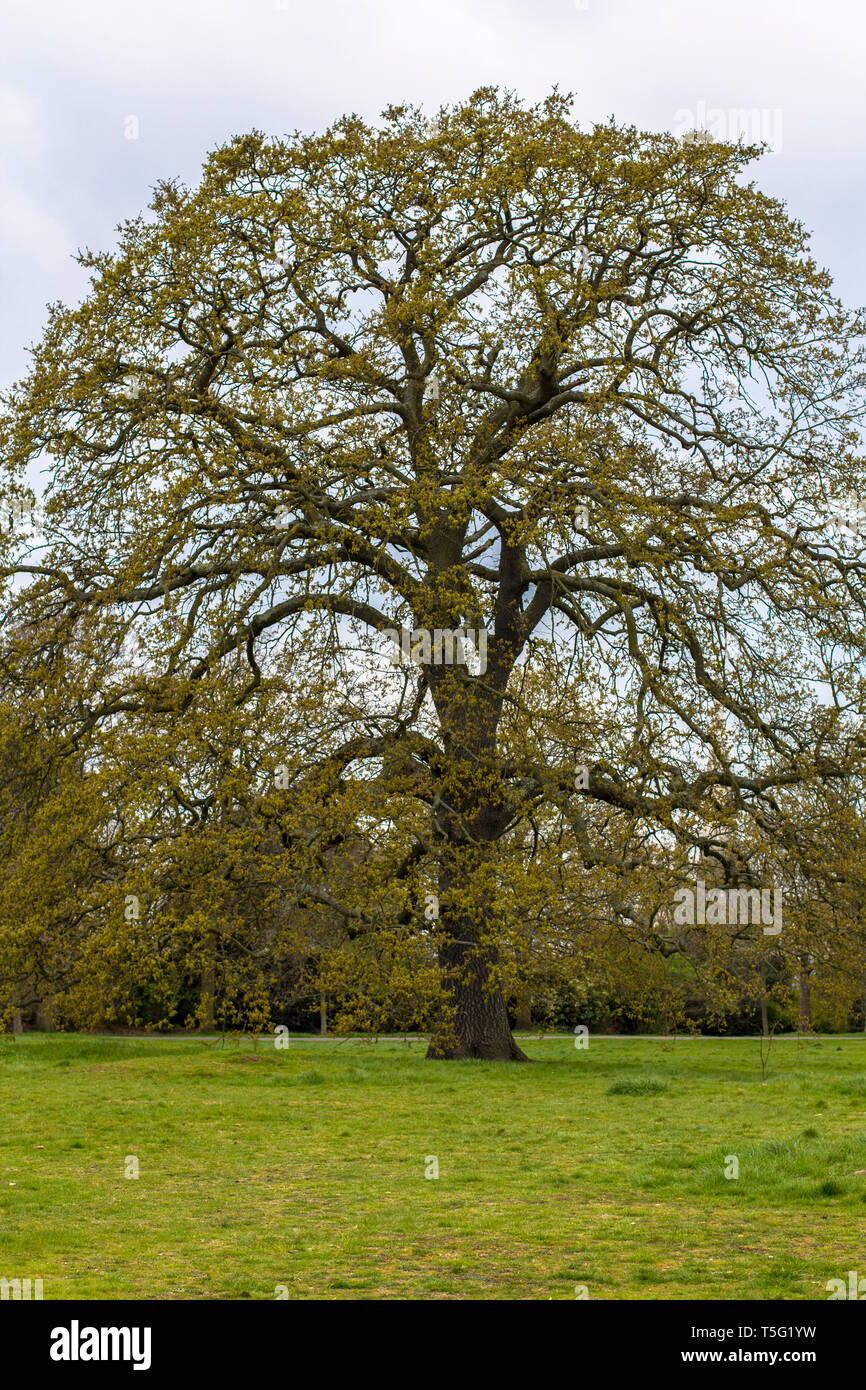 A huge tree in the middle of a green meadow. London, Greenwich Park ...