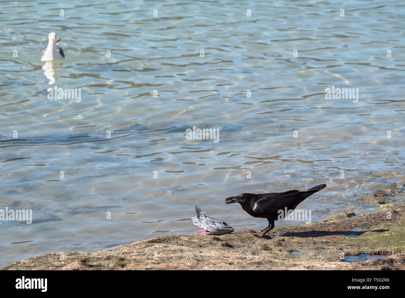 Raven eating a fish head while a gull looks on, Espiritu Santo Island ...