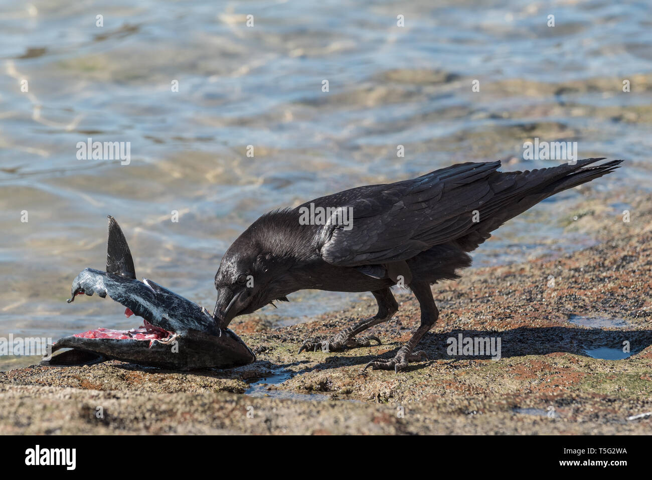 Raven eating a fish head, Espiritu Santo Island, Baja California Sur ...