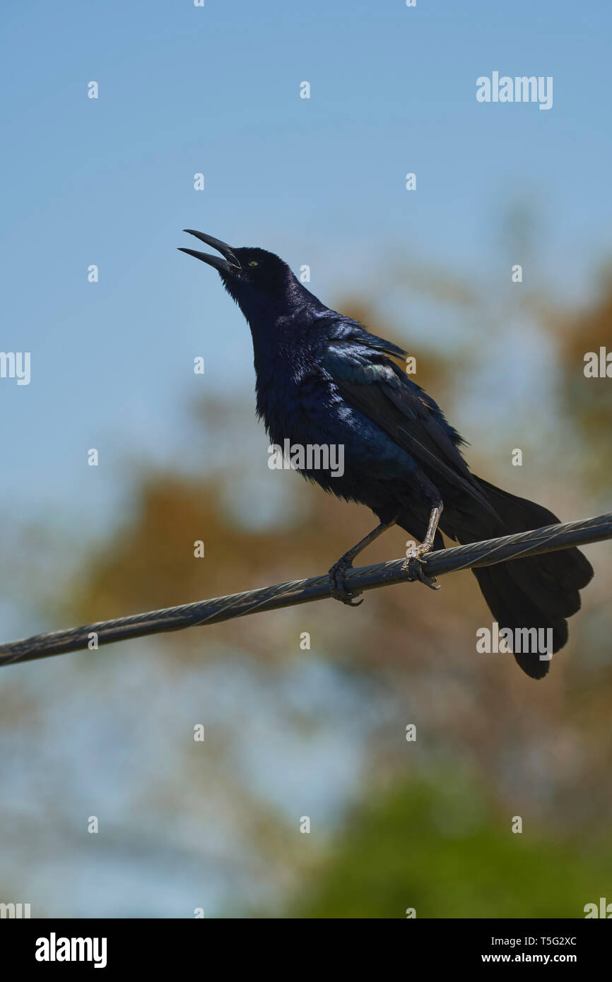Great-tailed Grackle, Quiscalus mexicanus, Manuel Antonio, Central ...