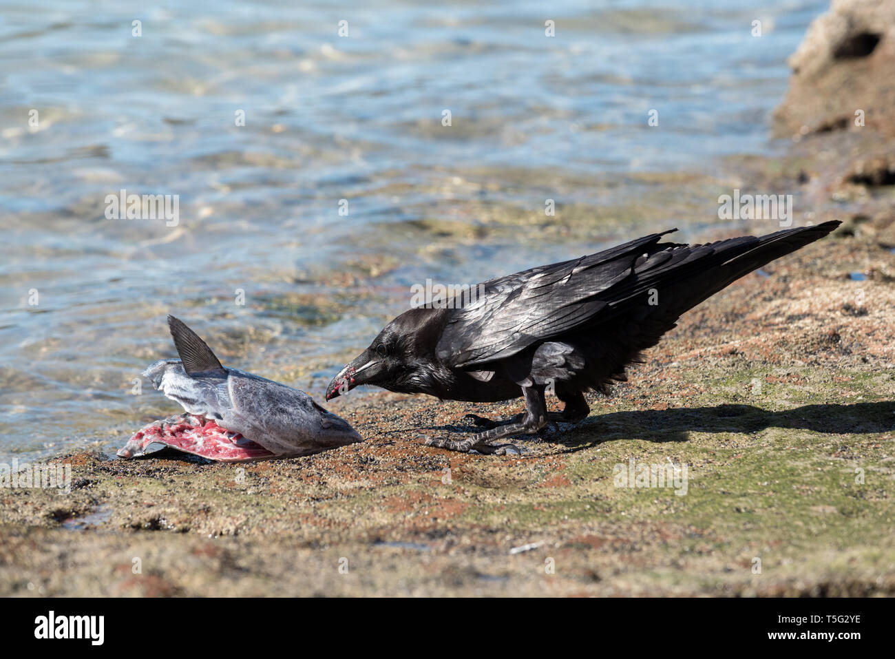 Raven eating a fish head, Espiritu Santo Island, Baja California Sur ...