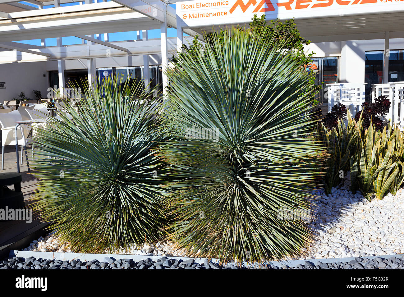 Mediterranean Fan Palm Tree High Resolution Stock Photography and ...