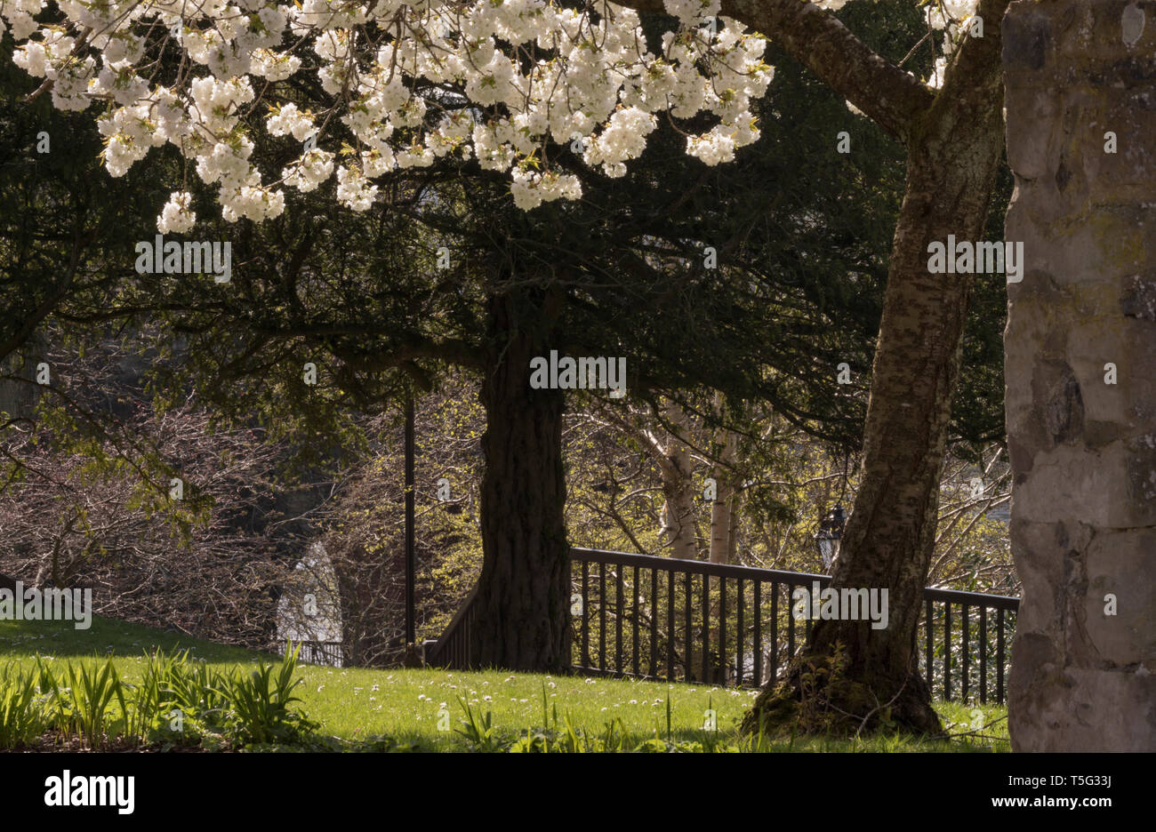 Views of Perth as spring sunshine awakens nature across the Fair City ...