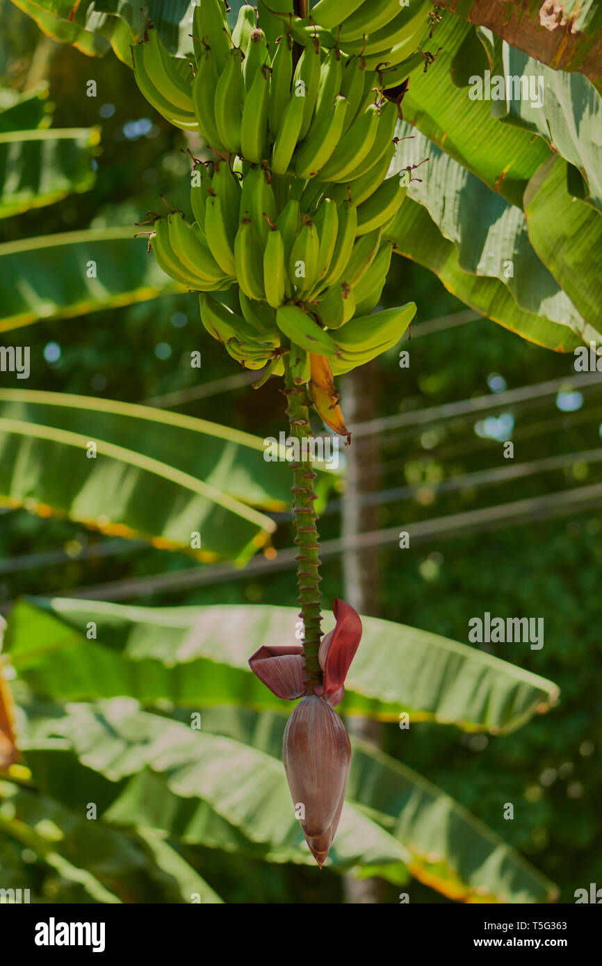 Musa sp hi-res stock photography and images - Alamy