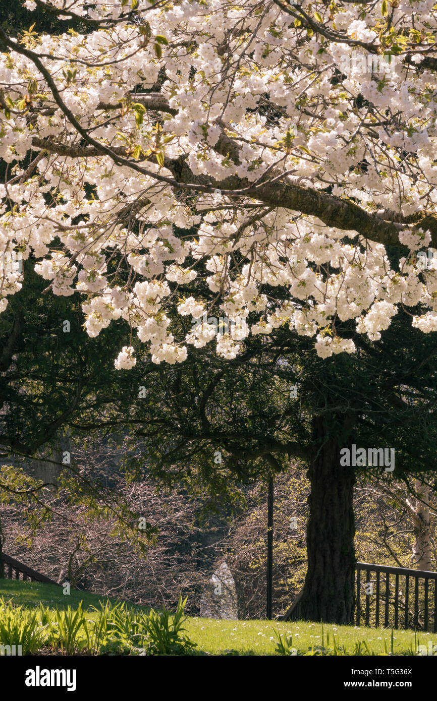 Views of Perth as spring sunshine awakens nature across the Fair City ...