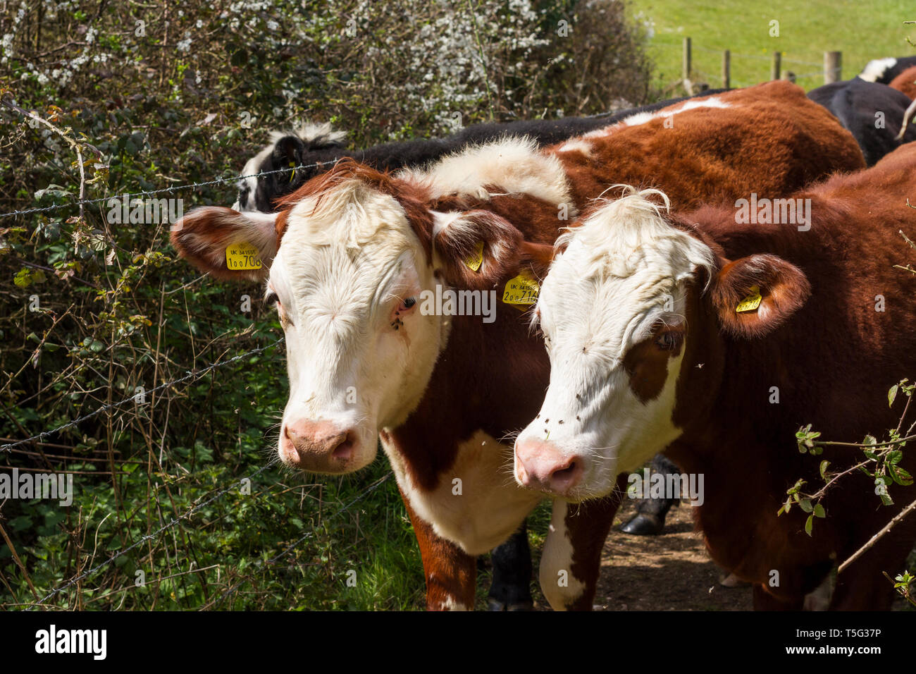 Closeup of some cows, Corfe Common, Dorset, England, UK Stock Photo - Alamy
