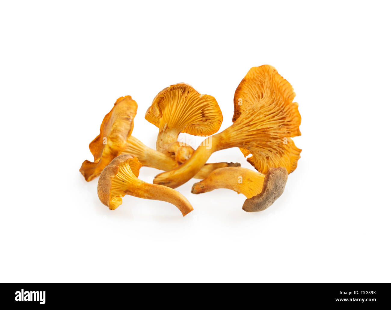 Chanterelle mushrooms isolated on white background. Girolle mushrooms ...