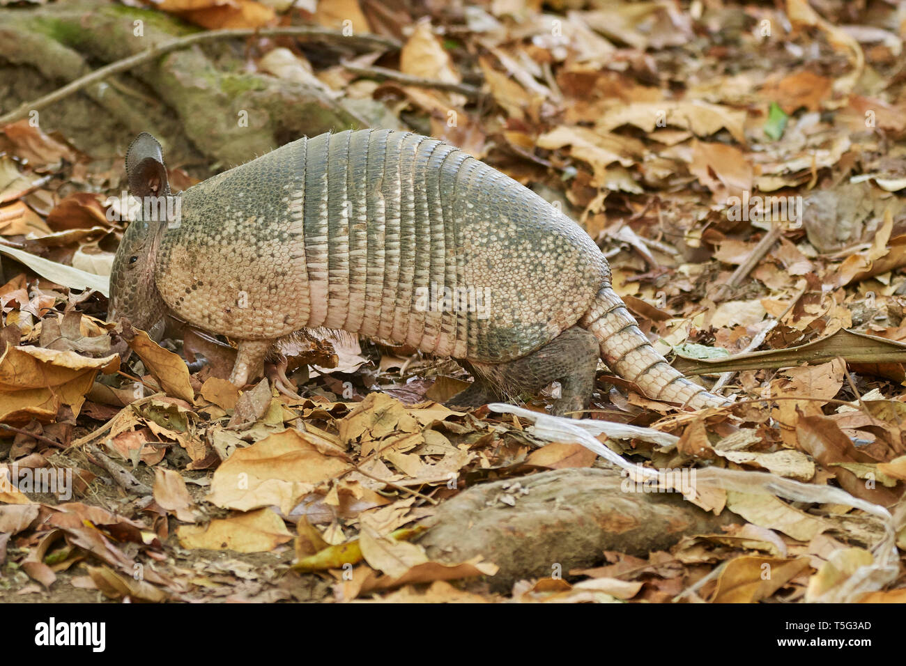 Nine-banded Armadillo, Dasypus novemcinctus, Monteverde, Puntarenas ...