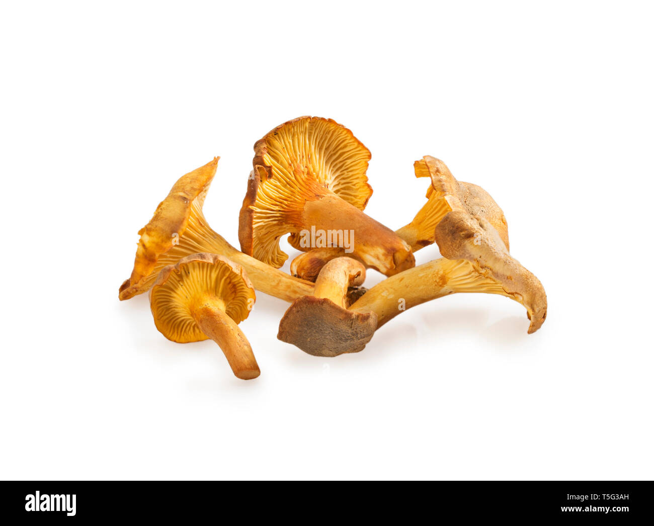 Chanterelle mushrooms isolated on white background. Girolle mushrooms ...
