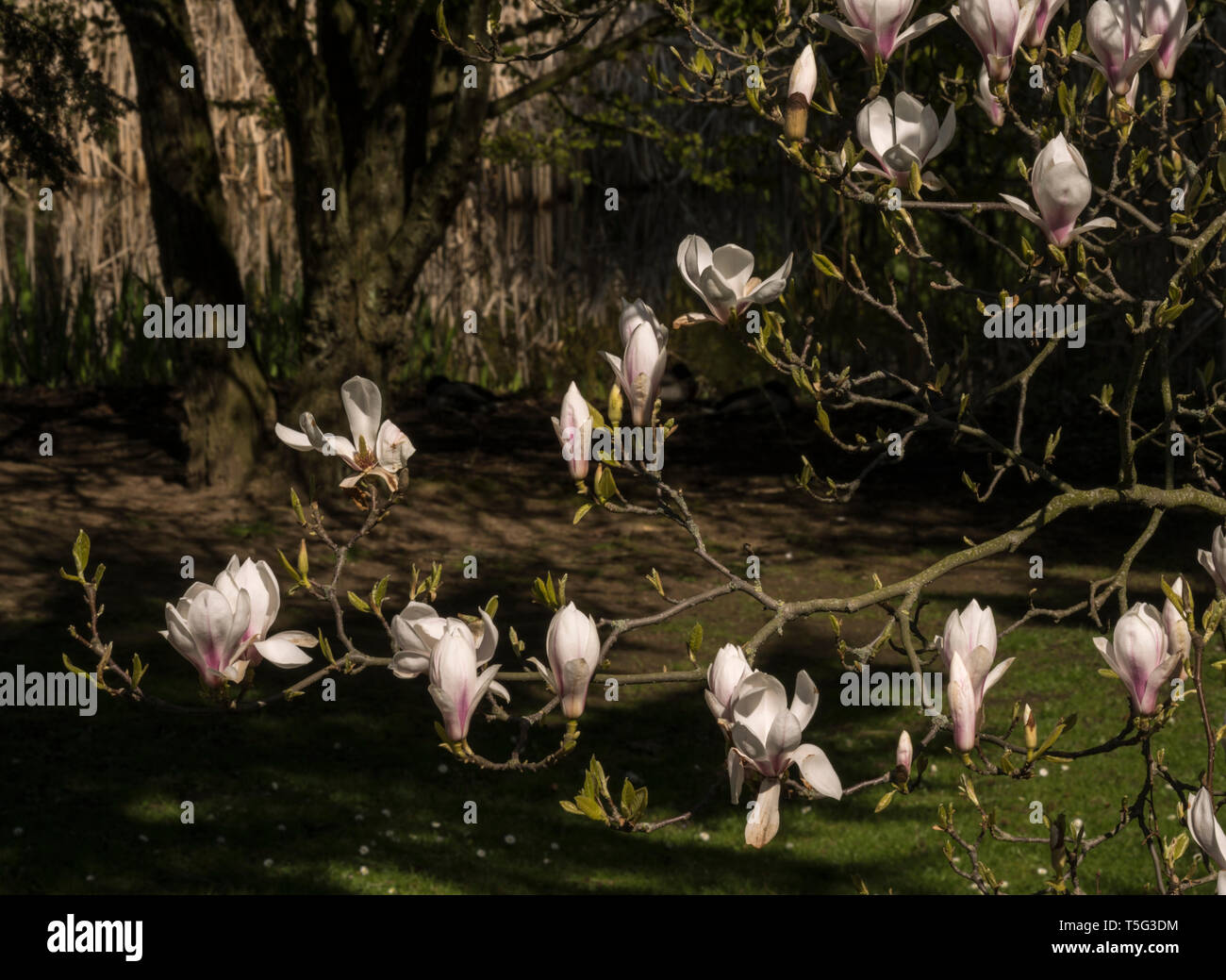 Views of Perth as spring sunshine awakens nature across the Fair City ...