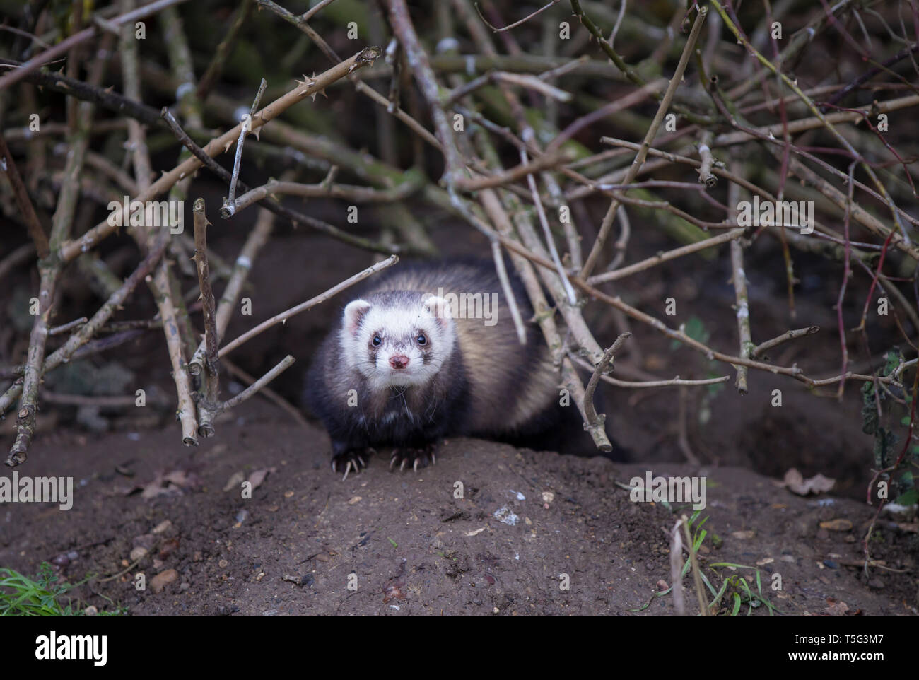 Frettchen hi-res stock photography and images - Alamy