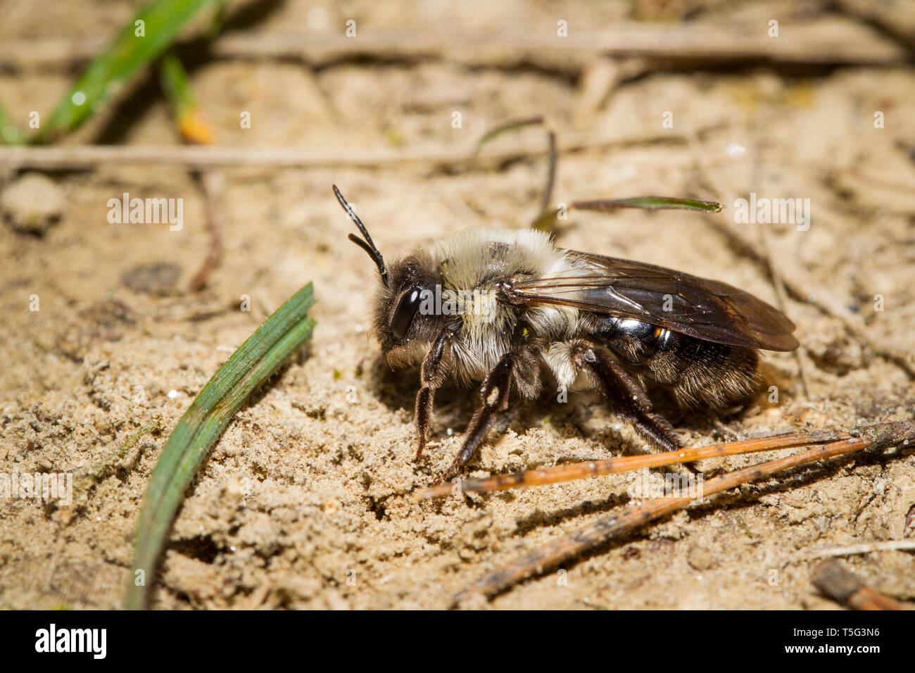 Auensandbiene, Andrena vaga, grey-backed mining bee Stock Photo - Alamy