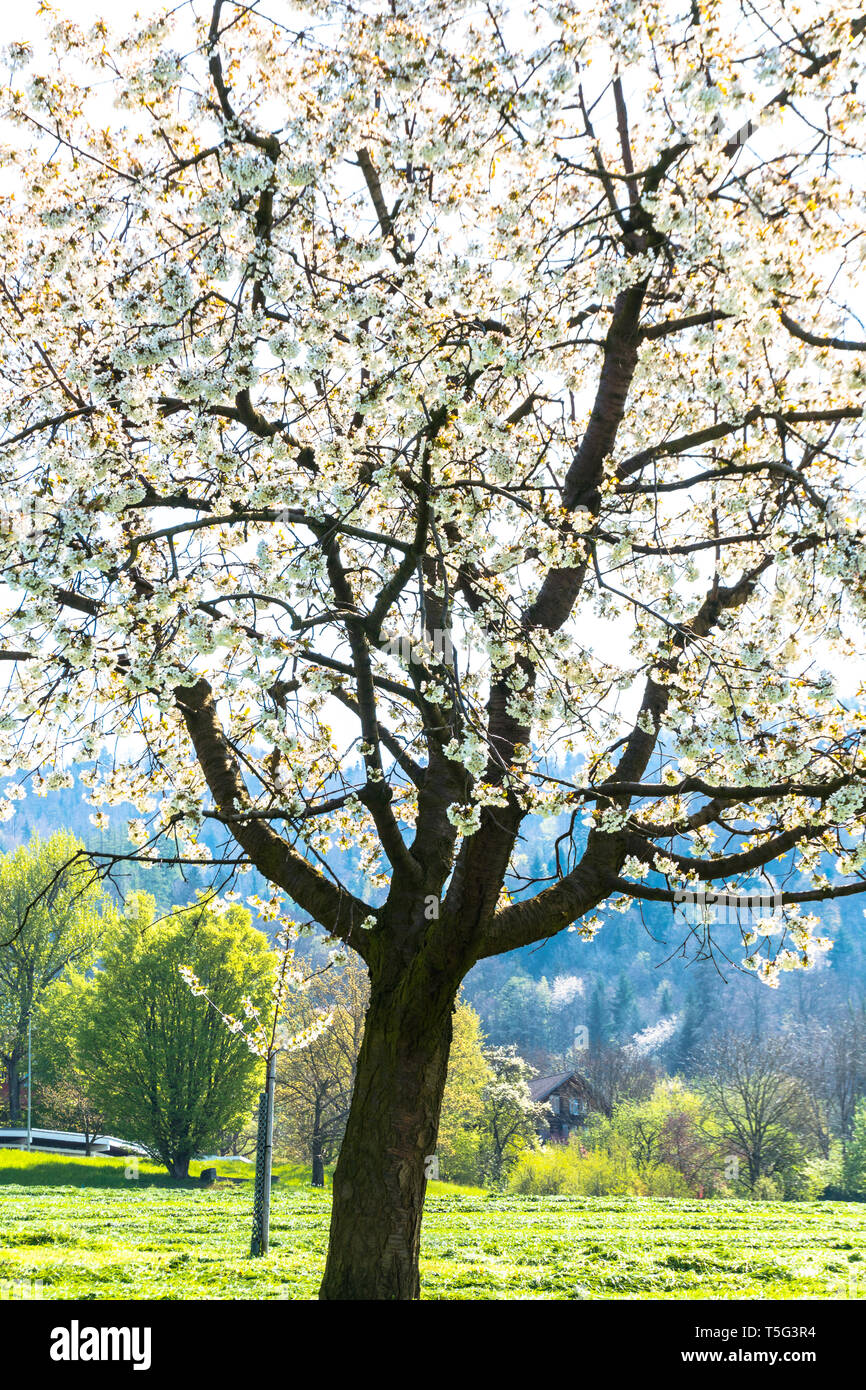 Single cherry tree hi-res stock photography and images - Alamy