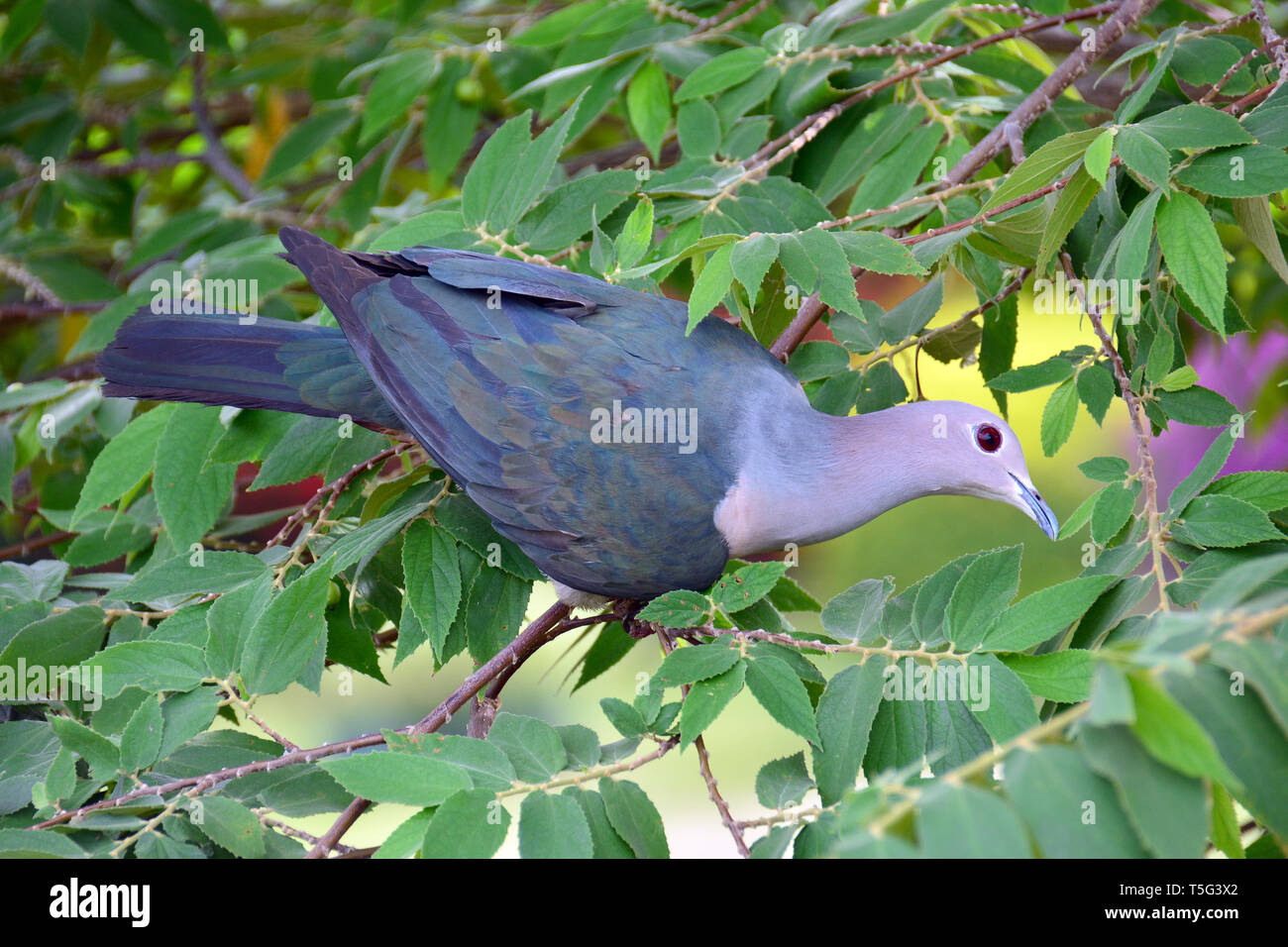Green imperial pigeon, Ducula aenea, Bronzefruchttaube ...