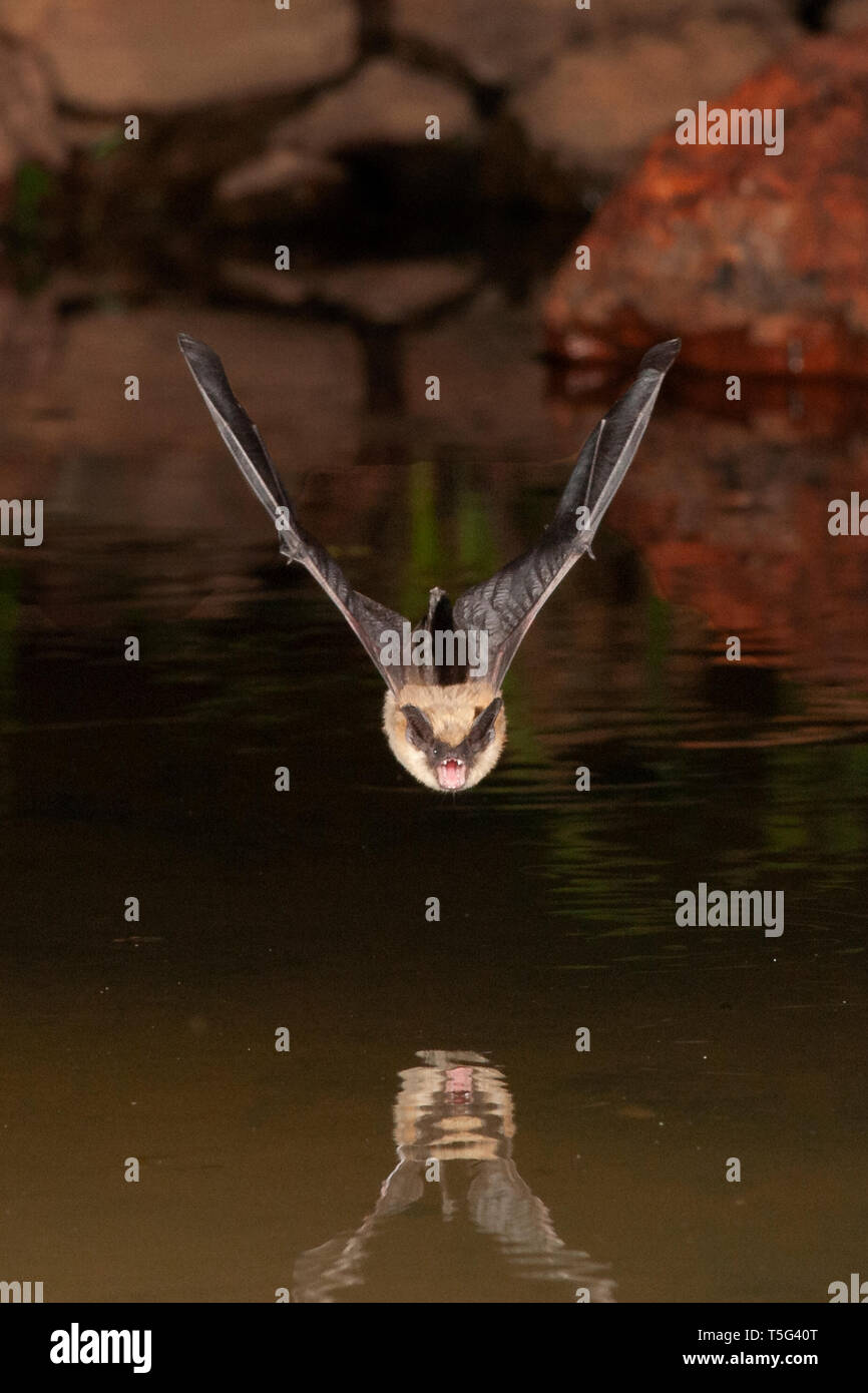 Myotis myotis hi-res stock photography and images - Alamy