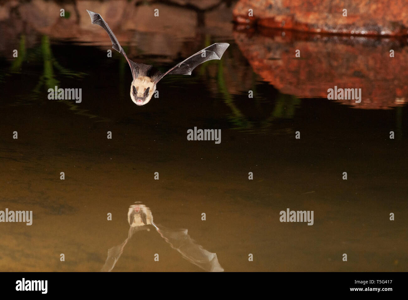 Myotis californicus hi-res stock photography and images - Alamy