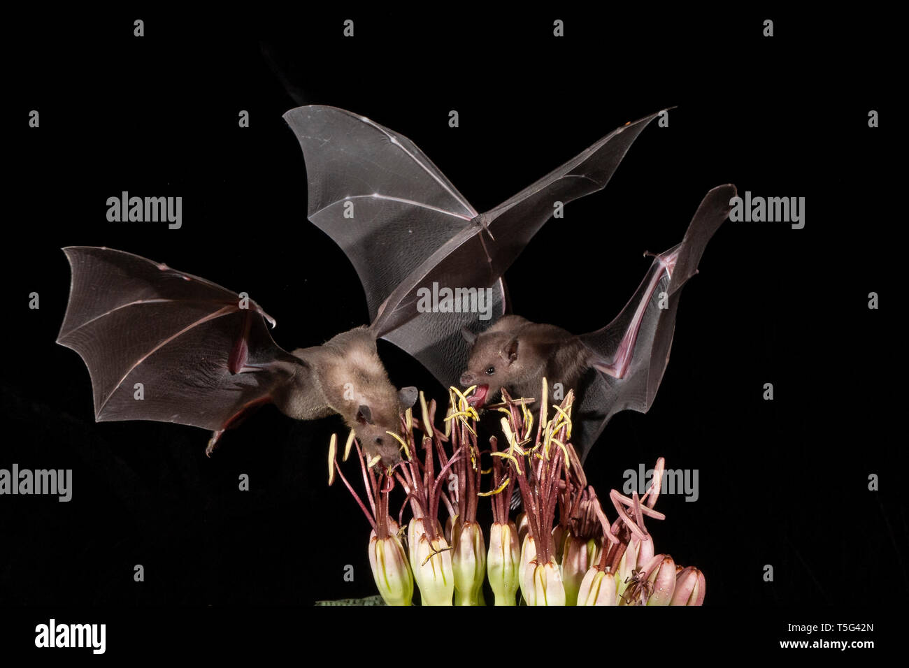 Lesser, short-nosed bat, Cynopterus brachyotis, Arizona, nectar-feeder ...