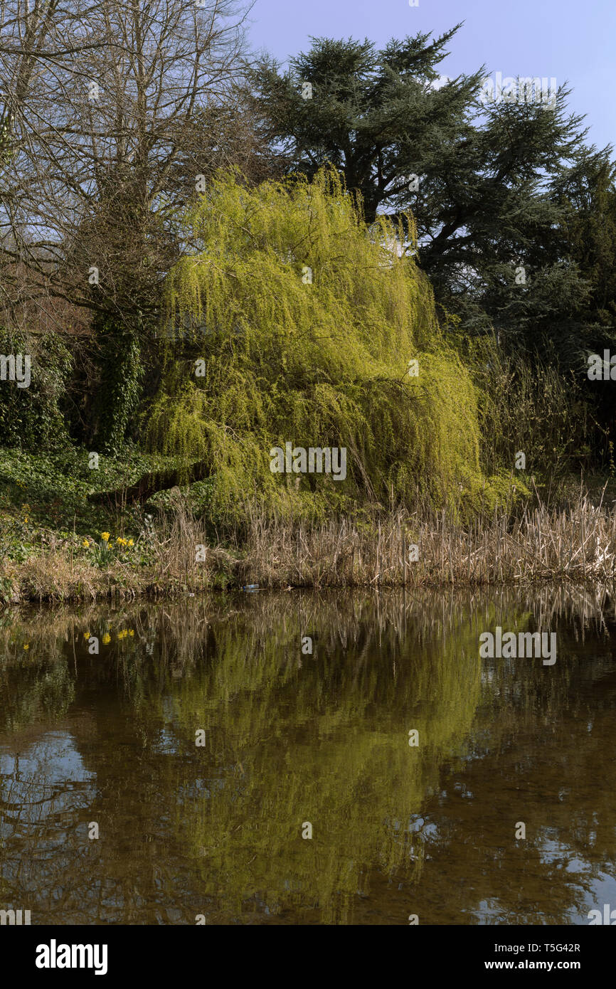 Views of Perth as spring sunshine awakens nature across the Fair City ...
